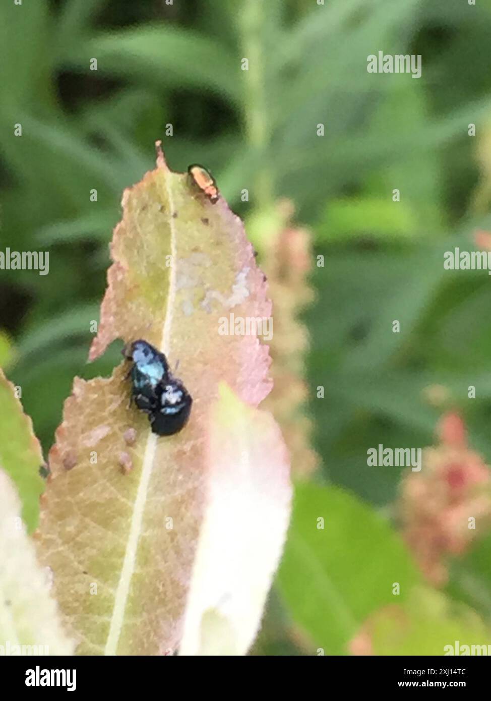 Willow Leaf Beetle (Plagiodera versicolora) Insecta Stock Photo - Alamy