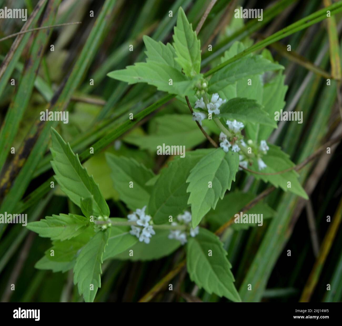 northern bugleweed (Lycopus uniflorus) Plantae Stock Photo - Alamy