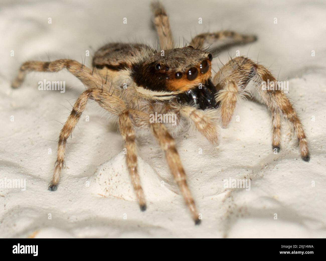Gray Wall Jumping Spider (Menemerus bivittatus) Arachnida Stock Photo ...