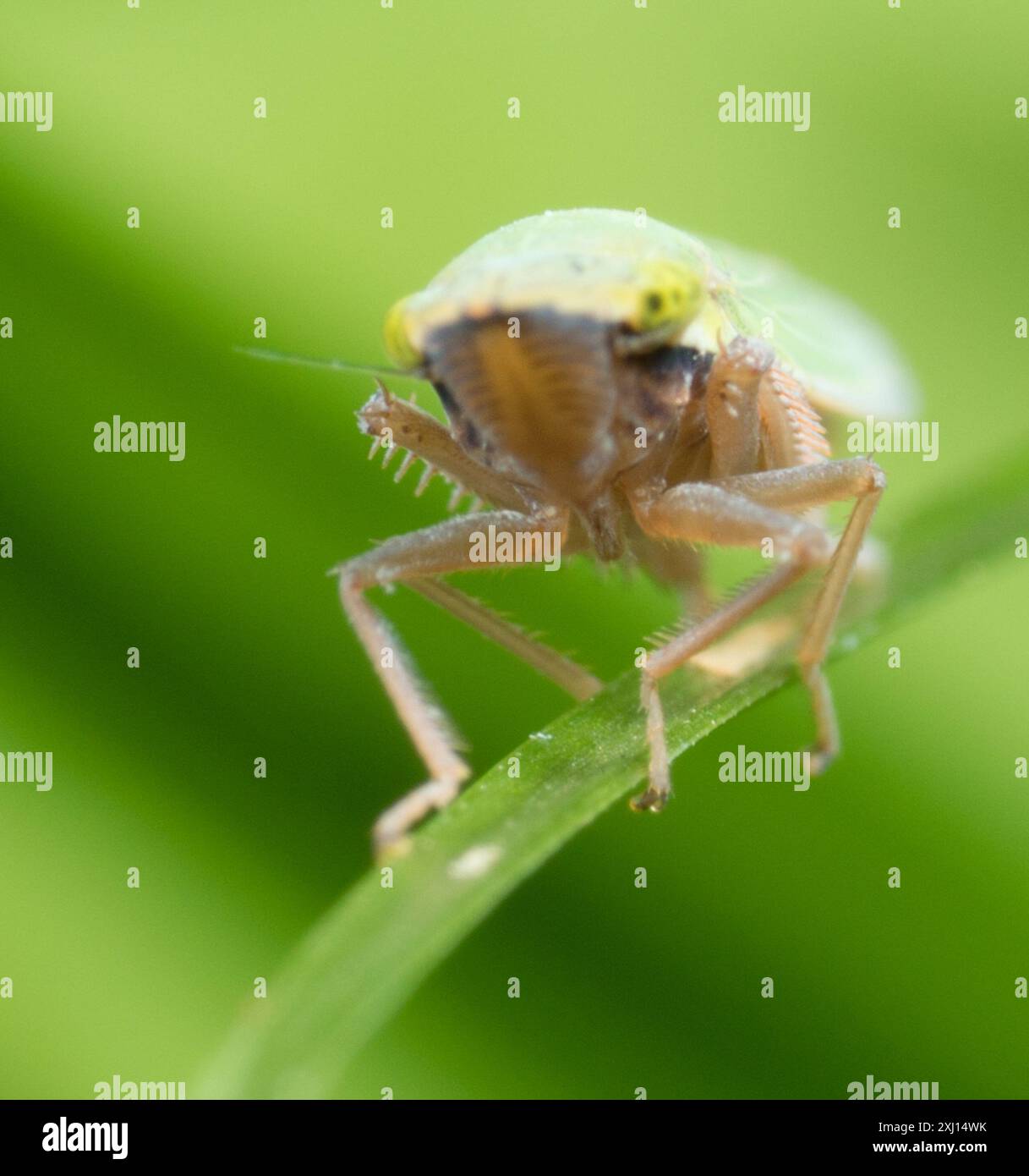 Draeculacephala hi-res stock photography and images - Alamy