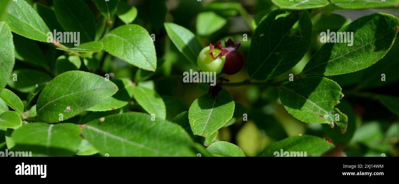 Northern highbush blueberry (Vaccinium corymbosum) Plantae Stock Photo ...