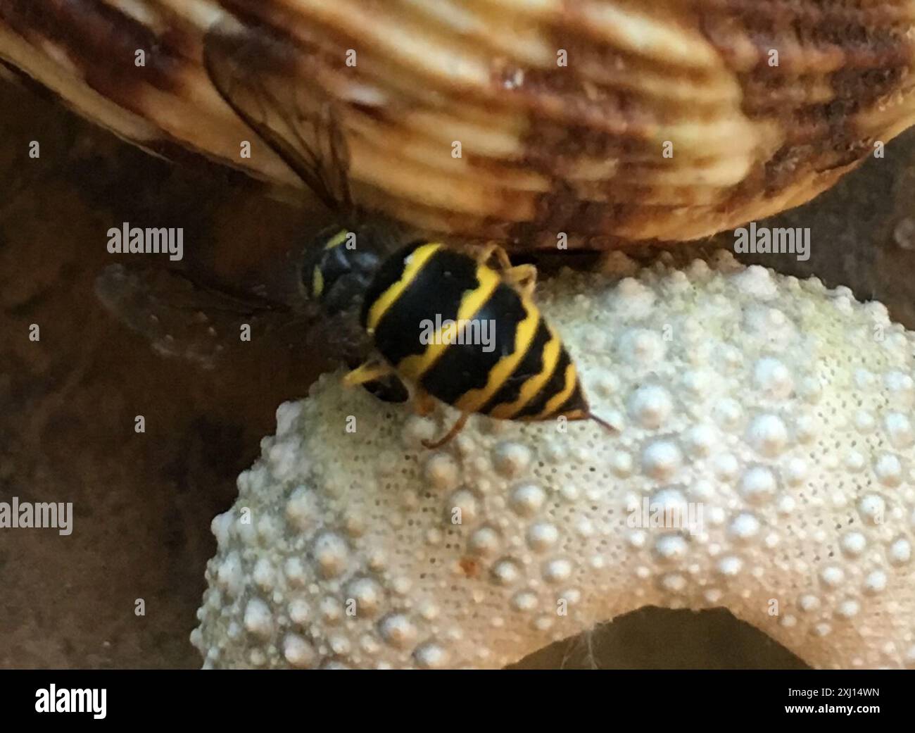 Alaska Yellowjacket (Vespula alascensis) Insecta Stock Photo - Alamy