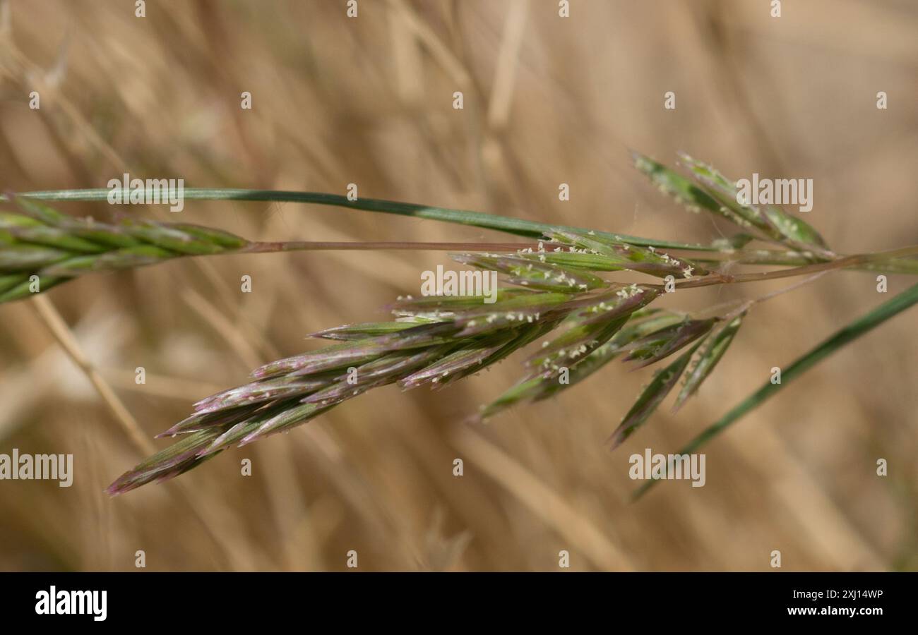 grasses (Poaceae) Plantae Stock Photo - Alamy