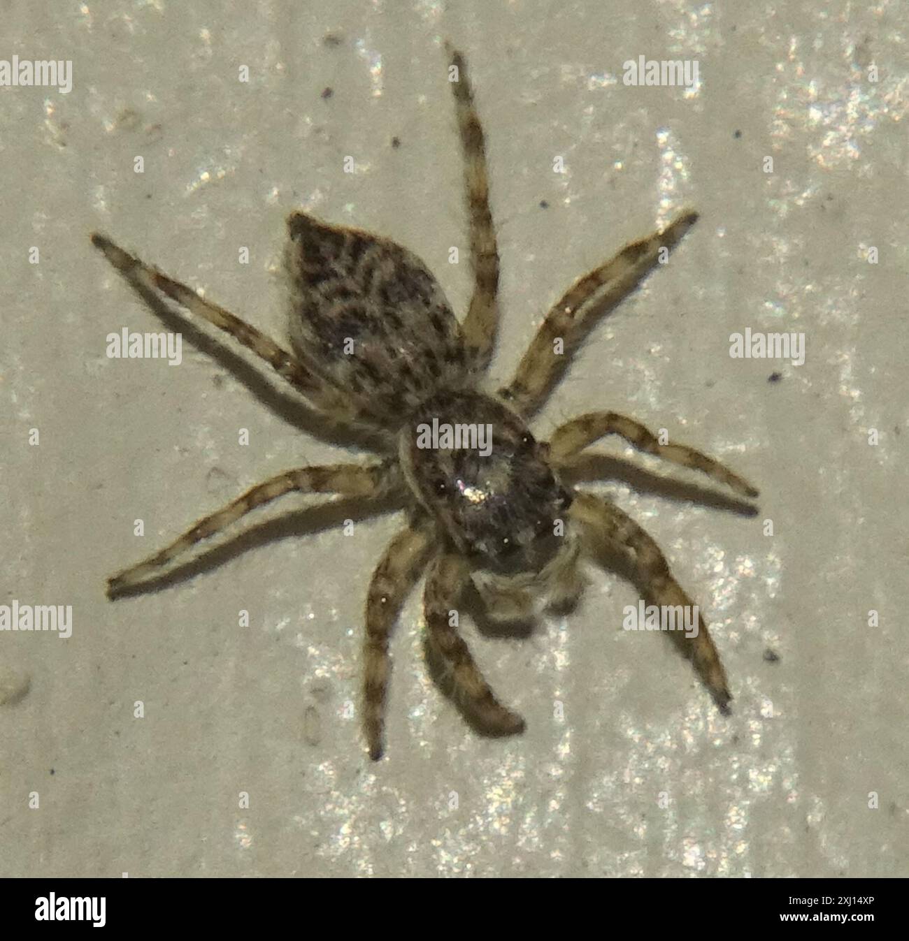 Wall Jumping Spiders (Menemerus) Arachnida Stock Photo - Alamy