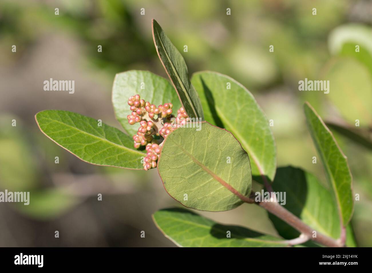 lemonade berry (Rhus integrifolia) Plantae Stock Photo - Alamy