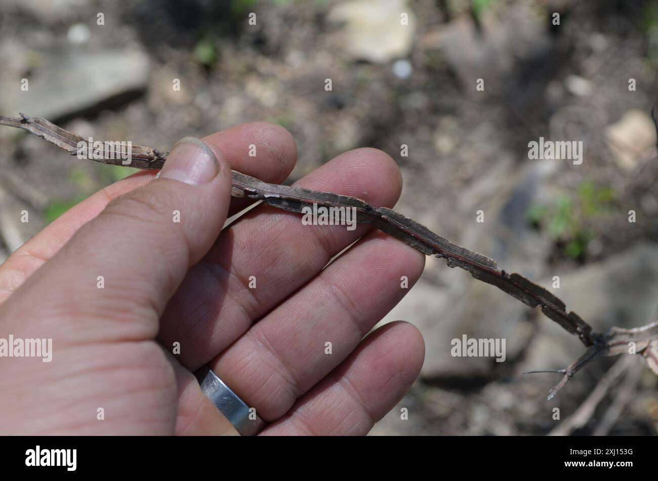 Winged Elm (Ulmus alata) Plantae Stock Photo - Alamy
