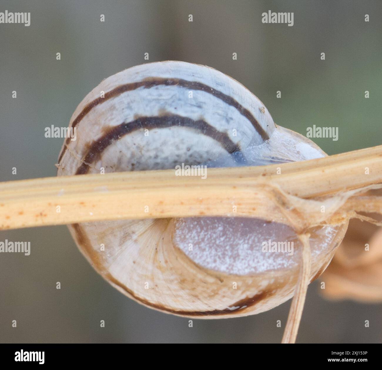 Milk Snail (Otala lactea) Mollusca Stock Photo - Alamy