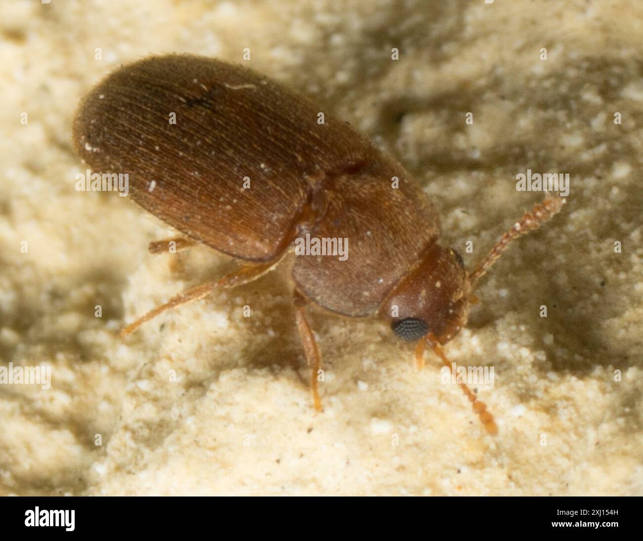 Hairy Fungus Beetle (Typhaea stercorea) Insecta Stock Photo - Alamy