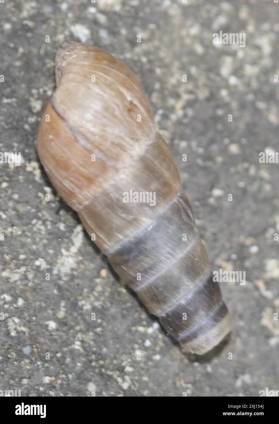 Decollate Snail (Rumina decollata) Mollusca Stock Photo - Alamy
