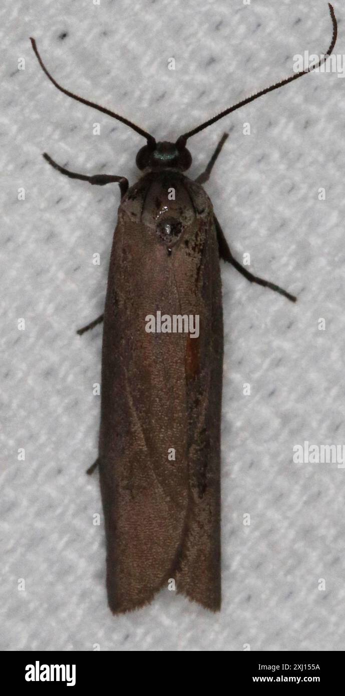 Bumelia Webworm Moth (Urodus parvula) Insecta Stock Photo - Alamy