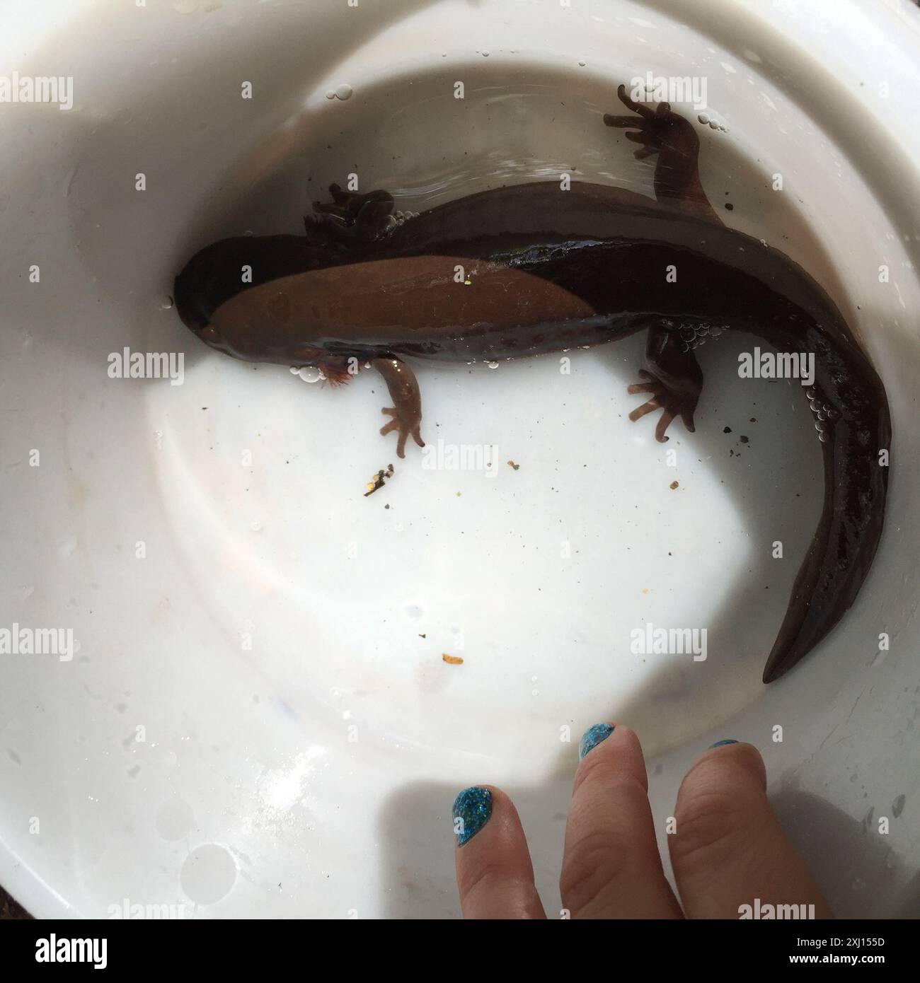 California Giant Salamander (Dicamptodon ensatus) Amphibia Stock Photo ...