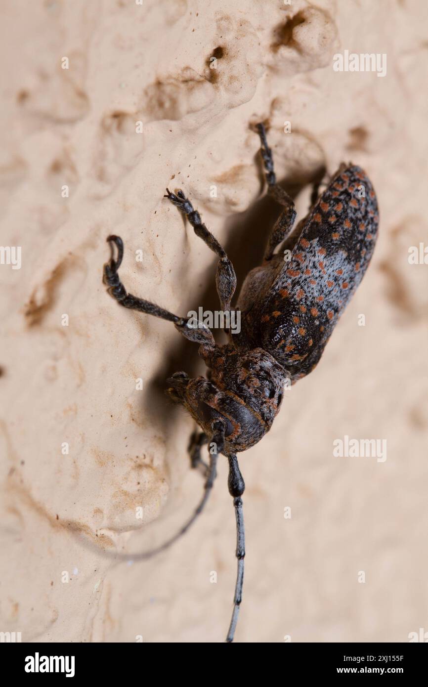 Mesquite girdler hi-res stock photography and images - Alamy