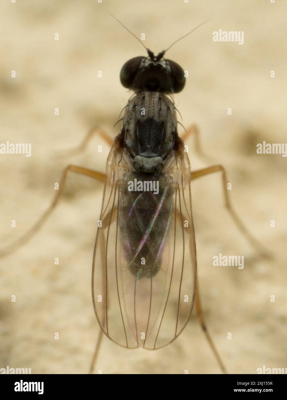 Woodpecker Flies (Medetera) Insecta Stock Photo - Alamy