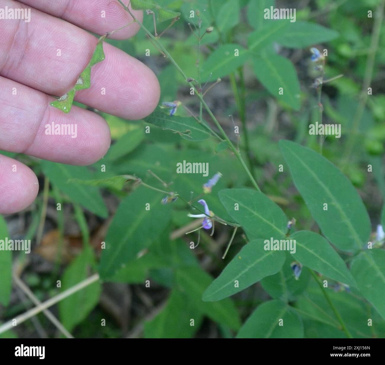 panicled ticktrefoil (Desmodium paniculatum) Plantae Stock Photo - Alamy