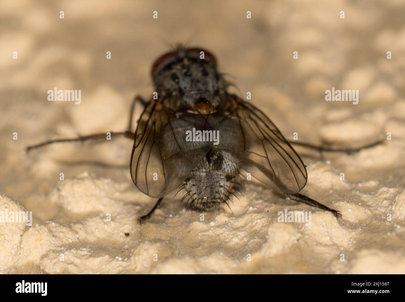 House Flies and Allies (Muscidae) Insecta Stock Photo - Alamy