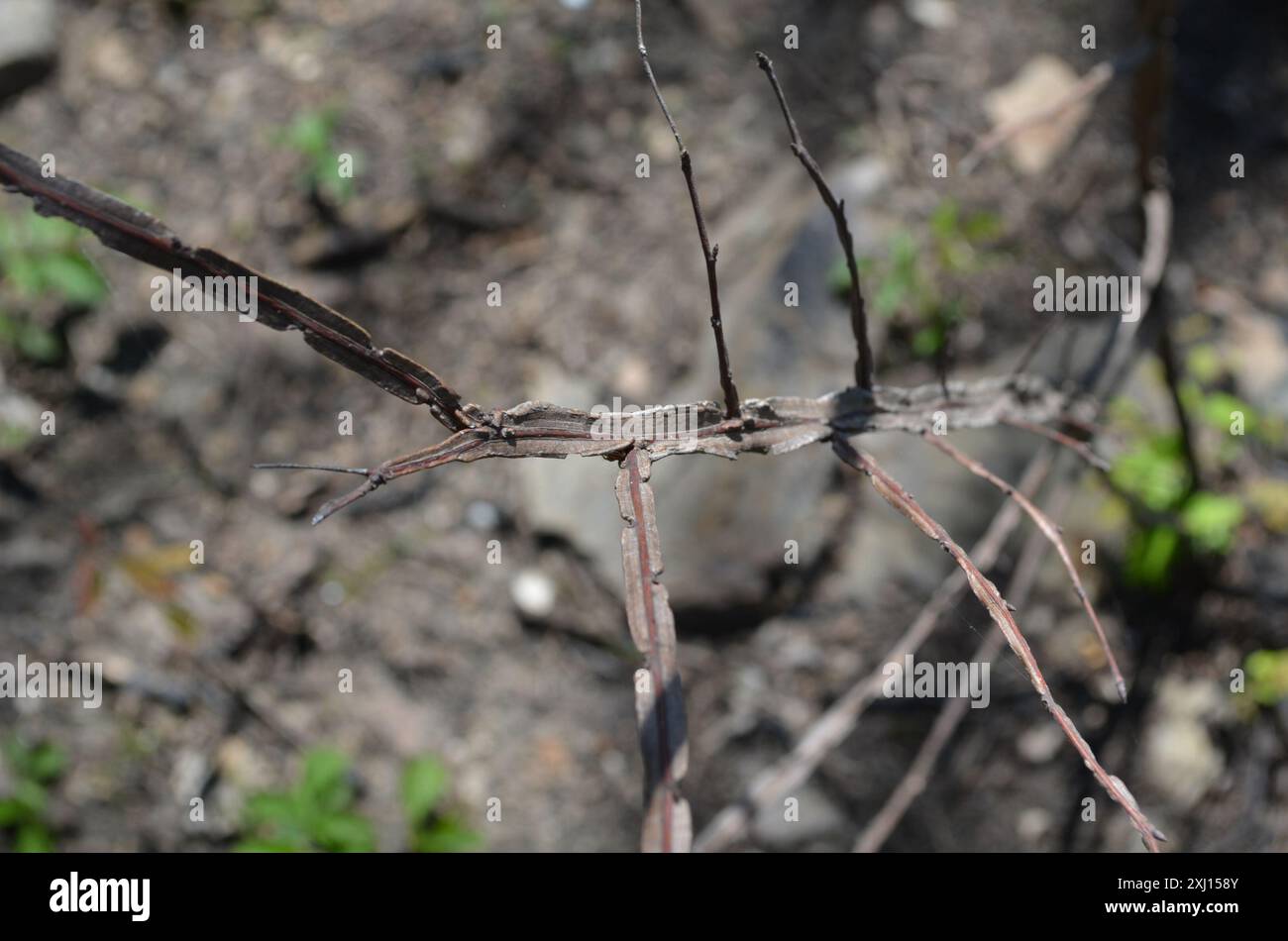 Winged Elm (Ulmus alata) Plantae Stock Photo - Alamy