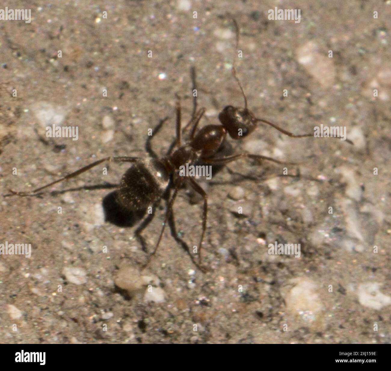fusca-group Field Ants and Allies (Formica fusca) Insecta Stock Photo ...