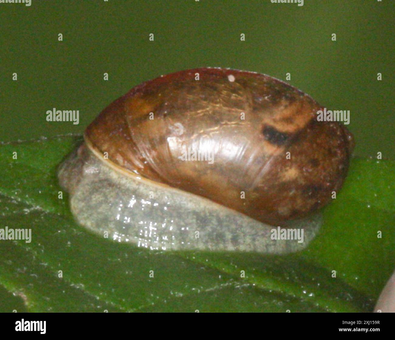 Amber Snails (Succineidae) Mollusca Stock Photo - Alamy