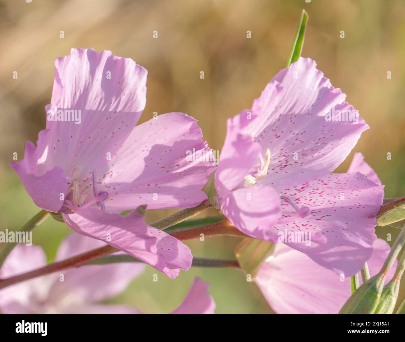 Clarkias (Clarkia) Plantae Stock Photo - Alamy