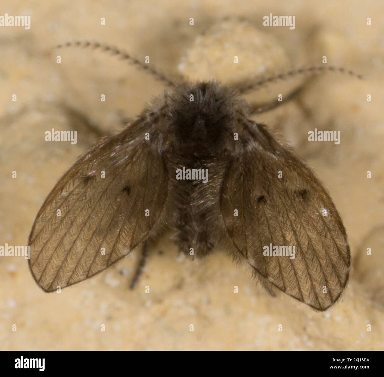 Bathroom Moth Fly (Clogmia albipunctata) Insecta Stock Photo - Alamy