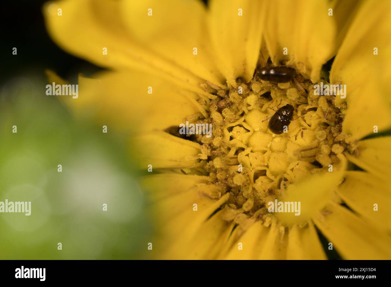 Bronze Leaf Beetle (Diachus auratus) Insecta Stock Photo - Alamy
