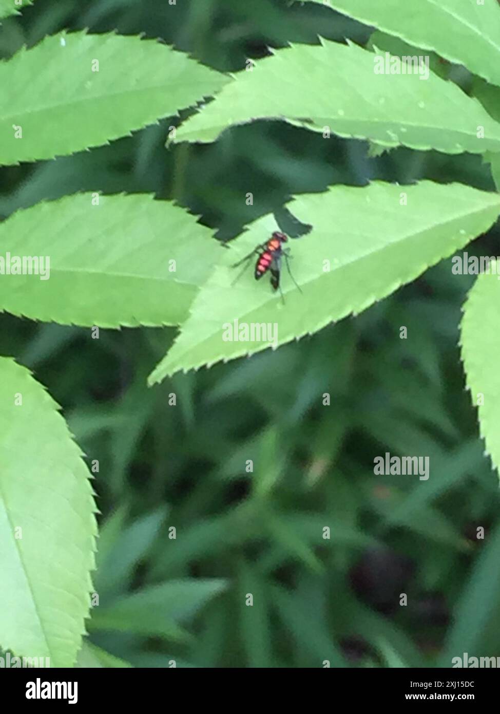 (Condylostylus patibulatus) Insecta Stock Photo - Alamy