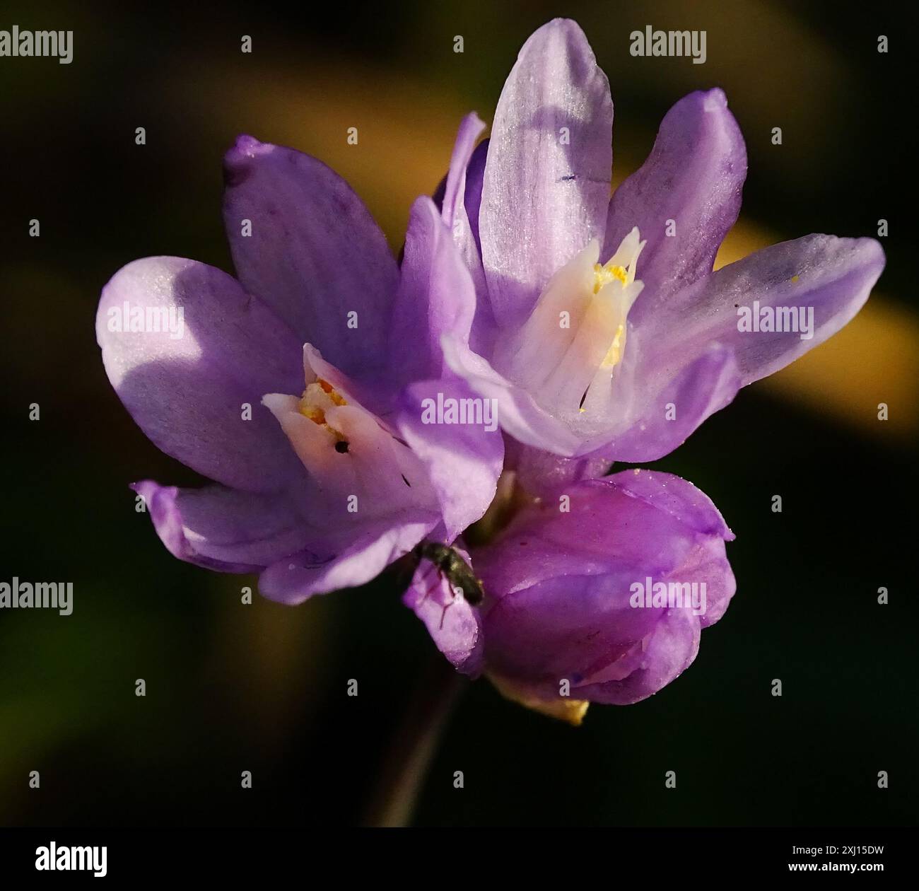 Blue Dicks (Dipterostemon capitatus) Plantae Stock Photo - Alamy