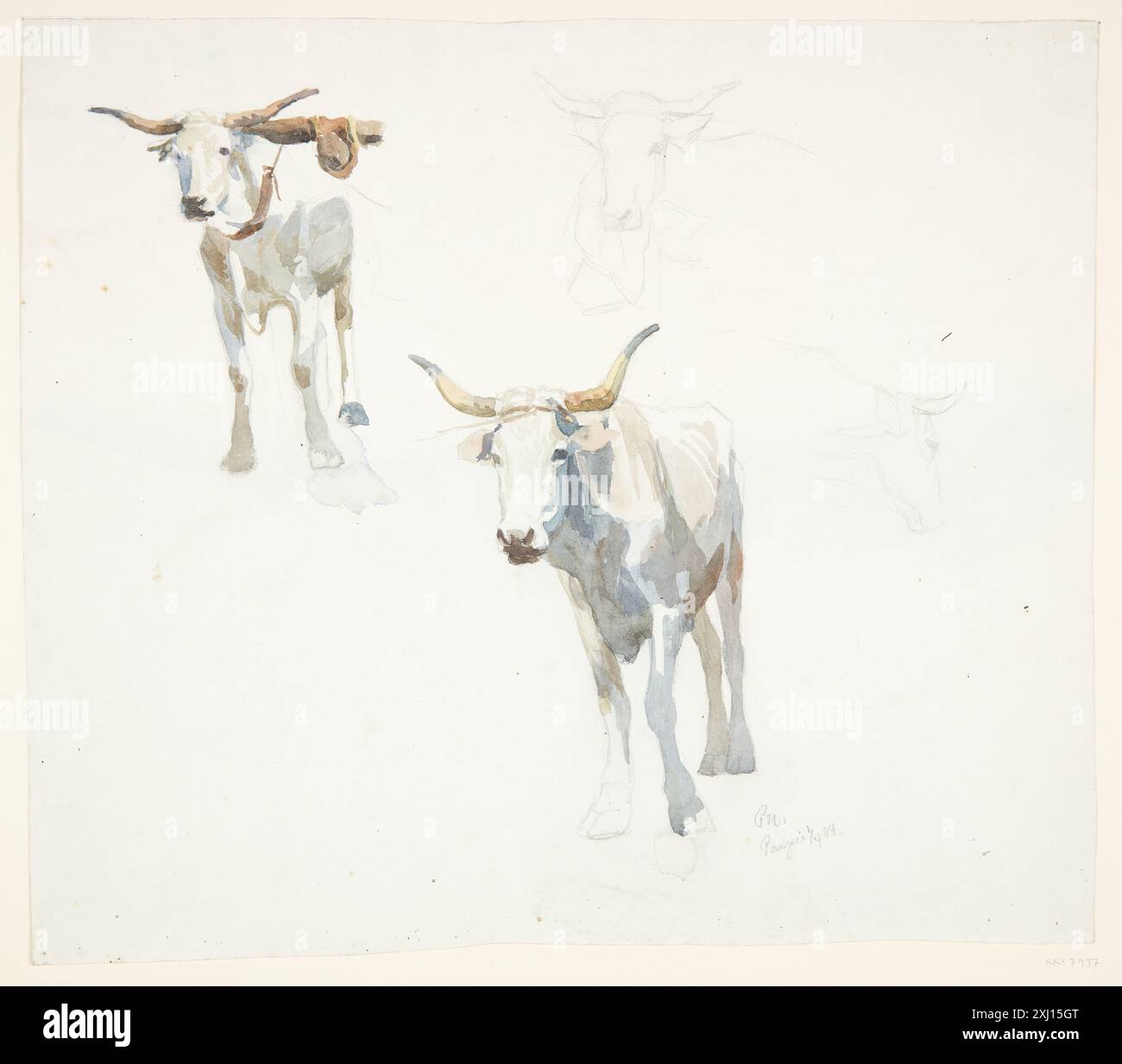 Italian oxen. Popji Hansen, Peter 1868 - 1928 Watercolour, Drawing ...