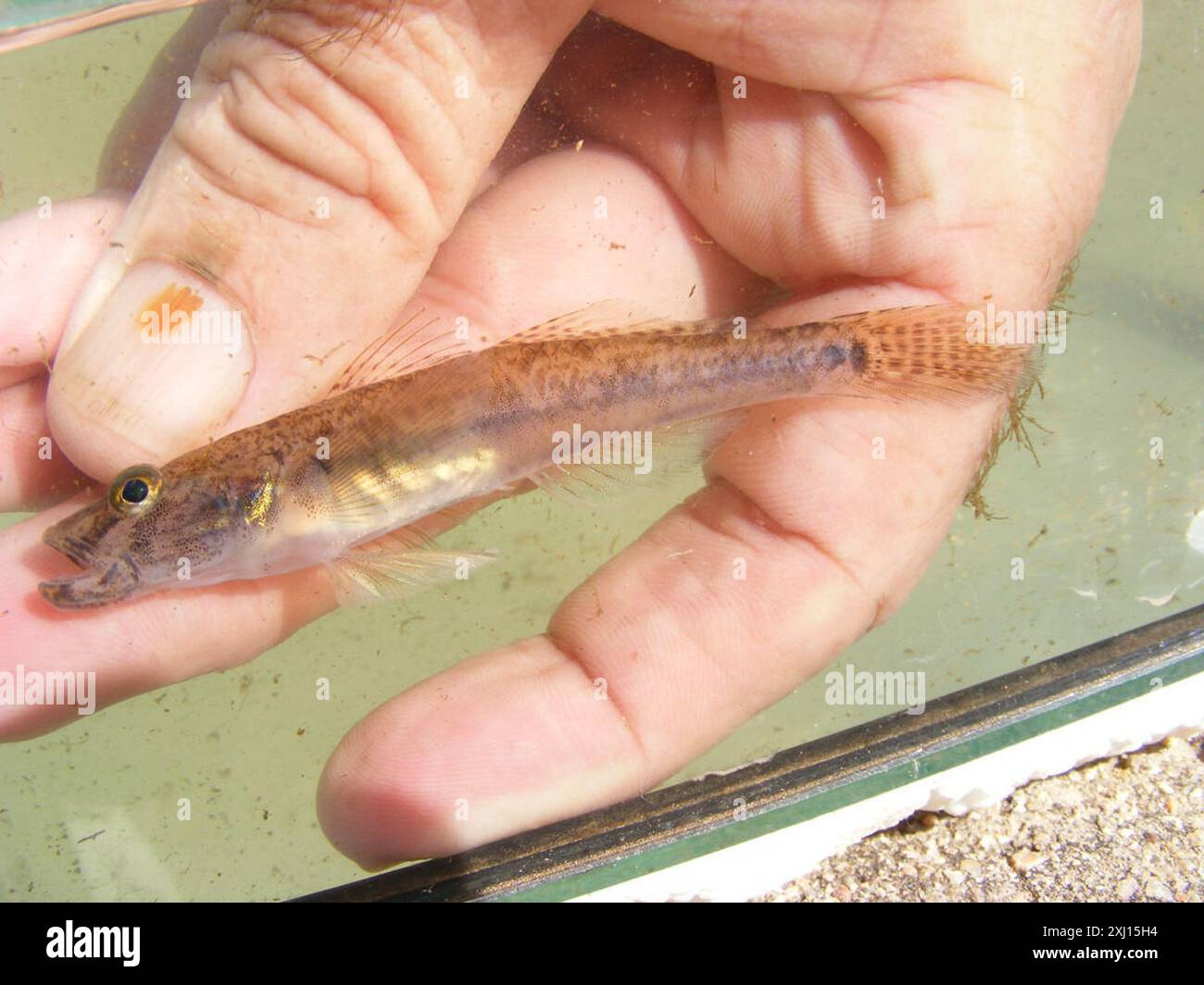 (Glossogobius callidus) Actinopterygii Stock Photo - Alamy