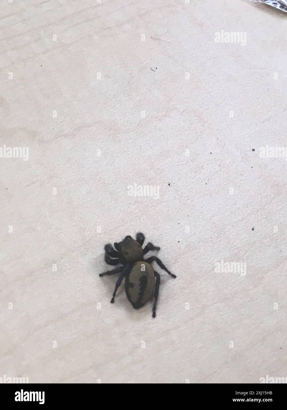 Apache Jumping Spider (Phidippus apacheanus) Arachnida Stock Photo - Alamy