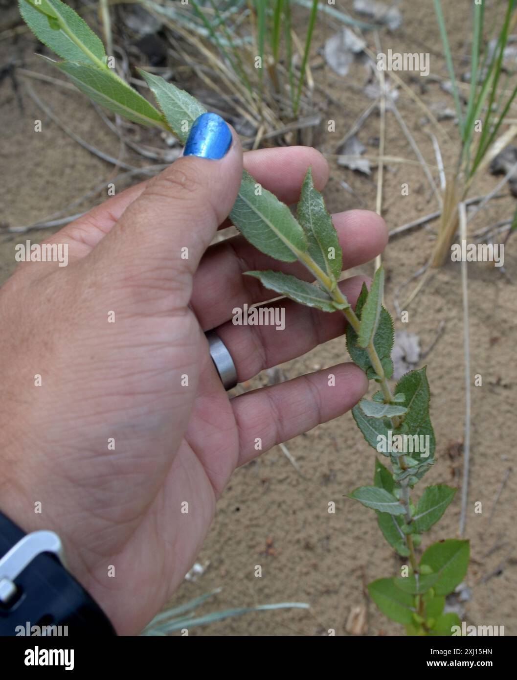 sand dune willow (Salix cordata) Plantae Stock Photo - Alamy