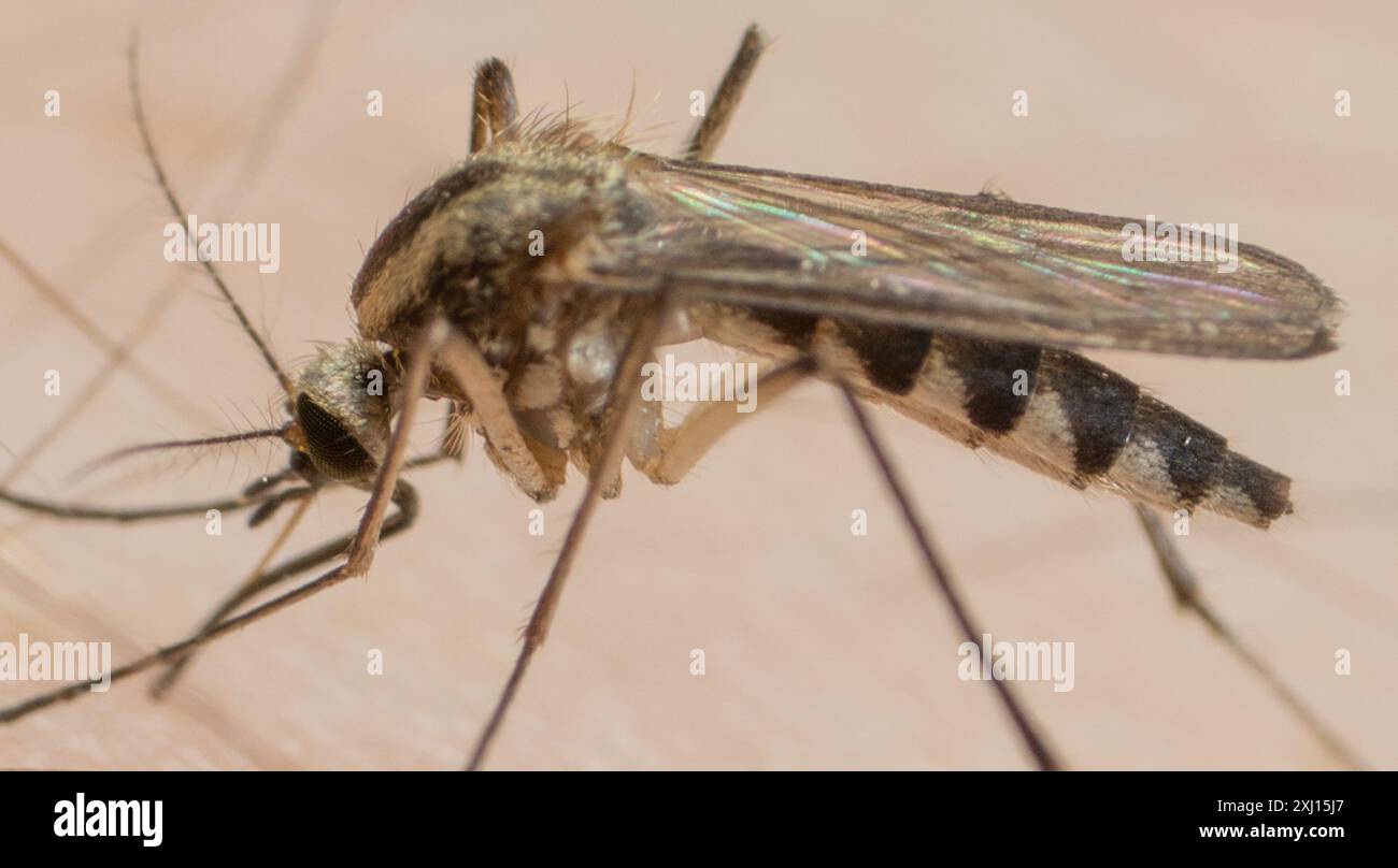 Plains Floodwater Mosquito (Aedes trivittatus) Insecta Stock Photo - Alamy
