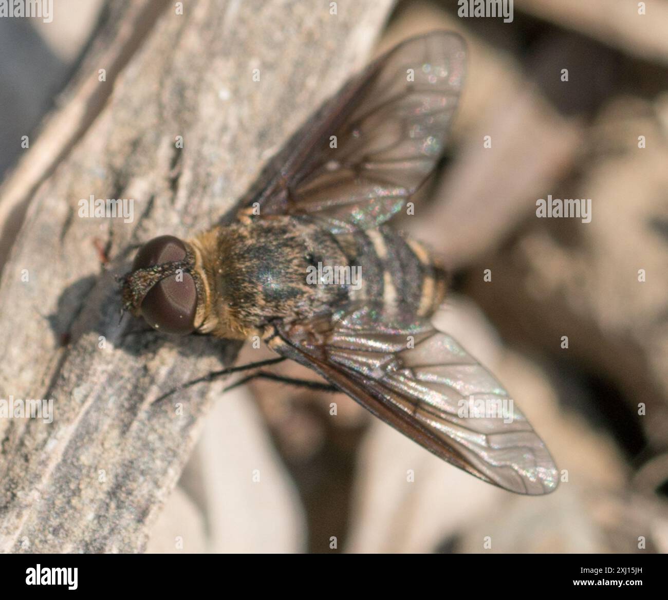Vanus hi-res stock photography and images - Alamy