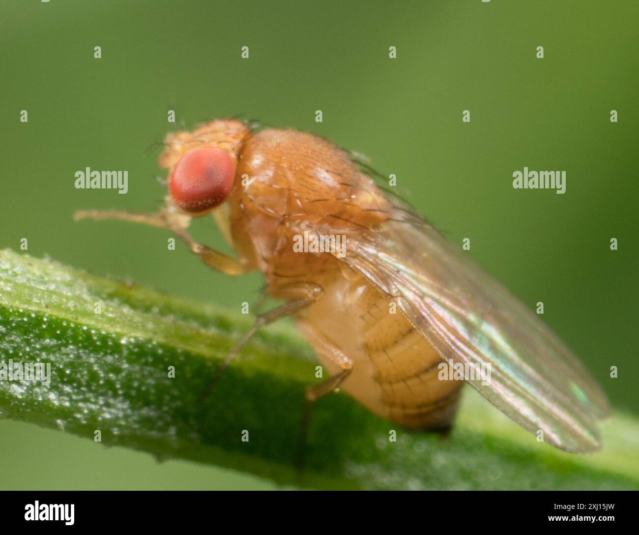 Small Fruit Flies (Drosophila) Insecta Stock Photo - Alamy
