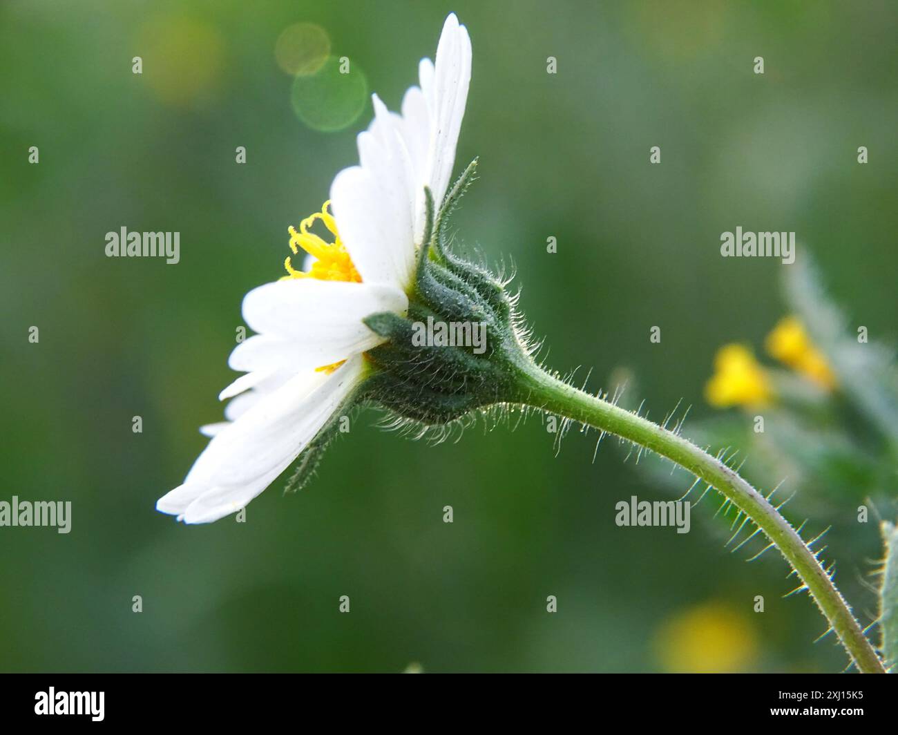 (Layia pentachaeta albida) Plantae Stock Photo - Alamy