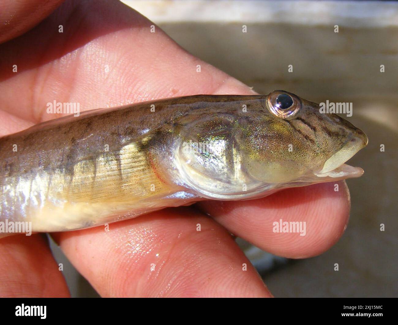 African Freshwater Goby (Awaous aeneofuscus) Actinopterygii Stock Photo ...