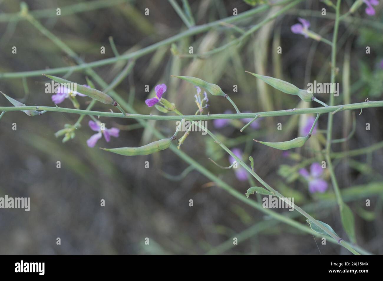 wild and domestic radish (Raphanus raphanistrum sativus) Plantae Stock ...