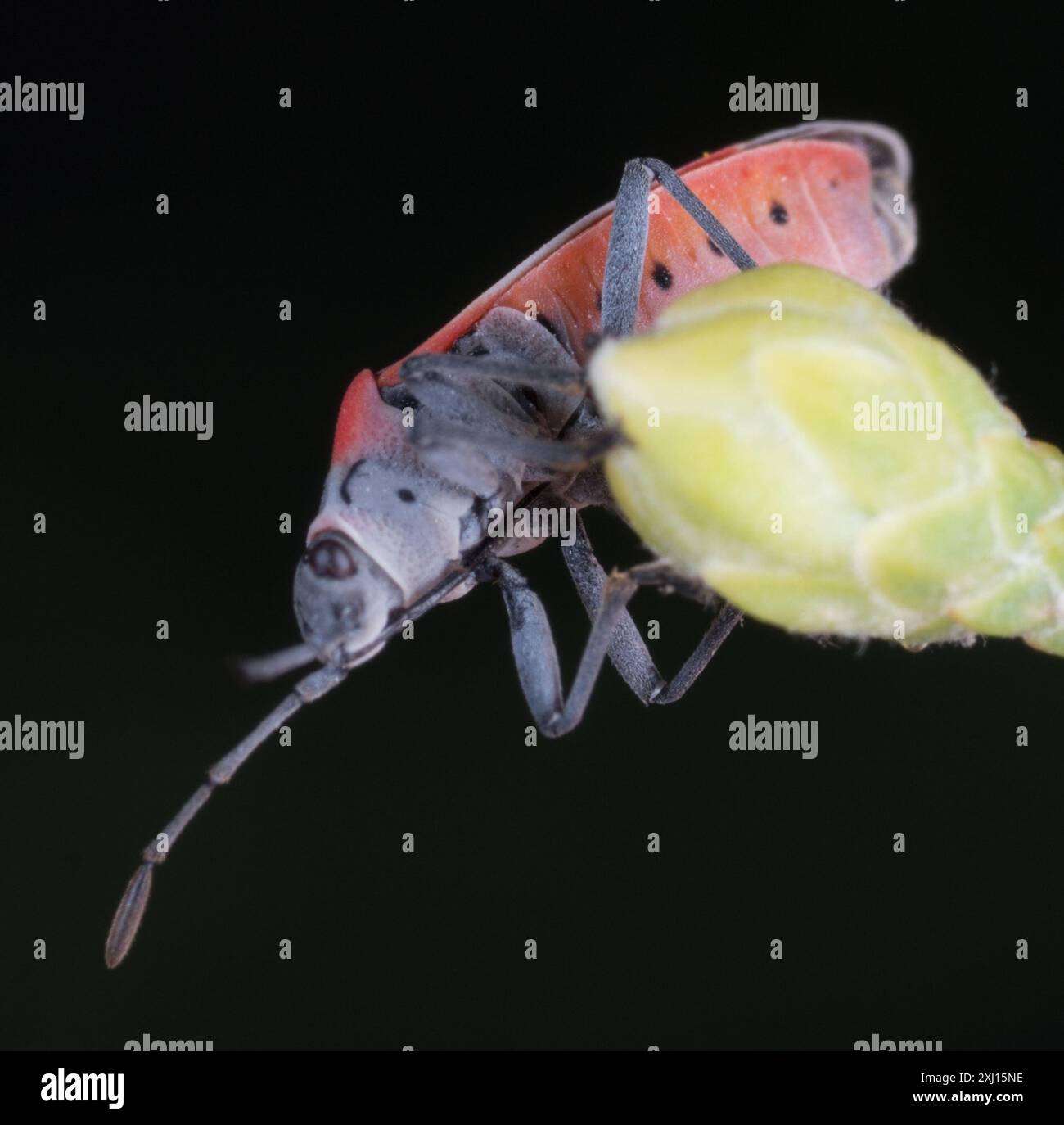 White-crossed Seed Bug (Neacoryphus bicrucis) Insecta Stock Photo - Alamy