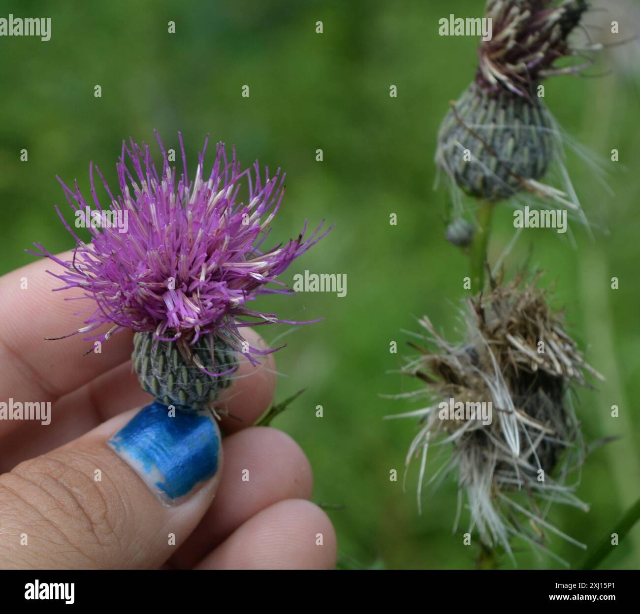 swamp thistle (Cirsium muticum) Plantae Stock Photo - Alamy