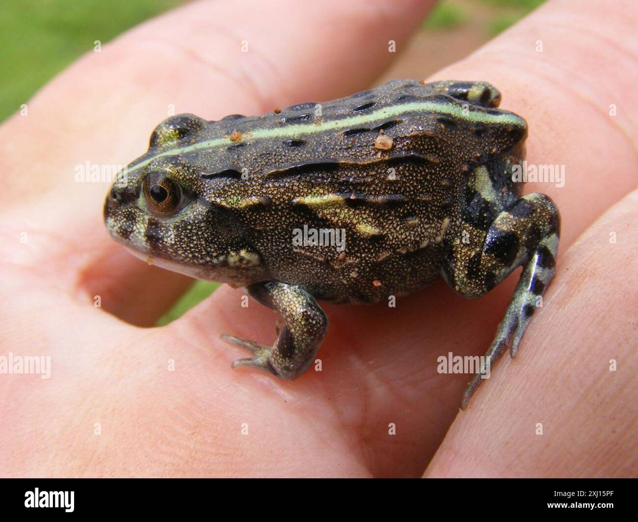 Giant African Bullfrog (Pyxicephalus adspersus) Amphibia Stock Photo ...
