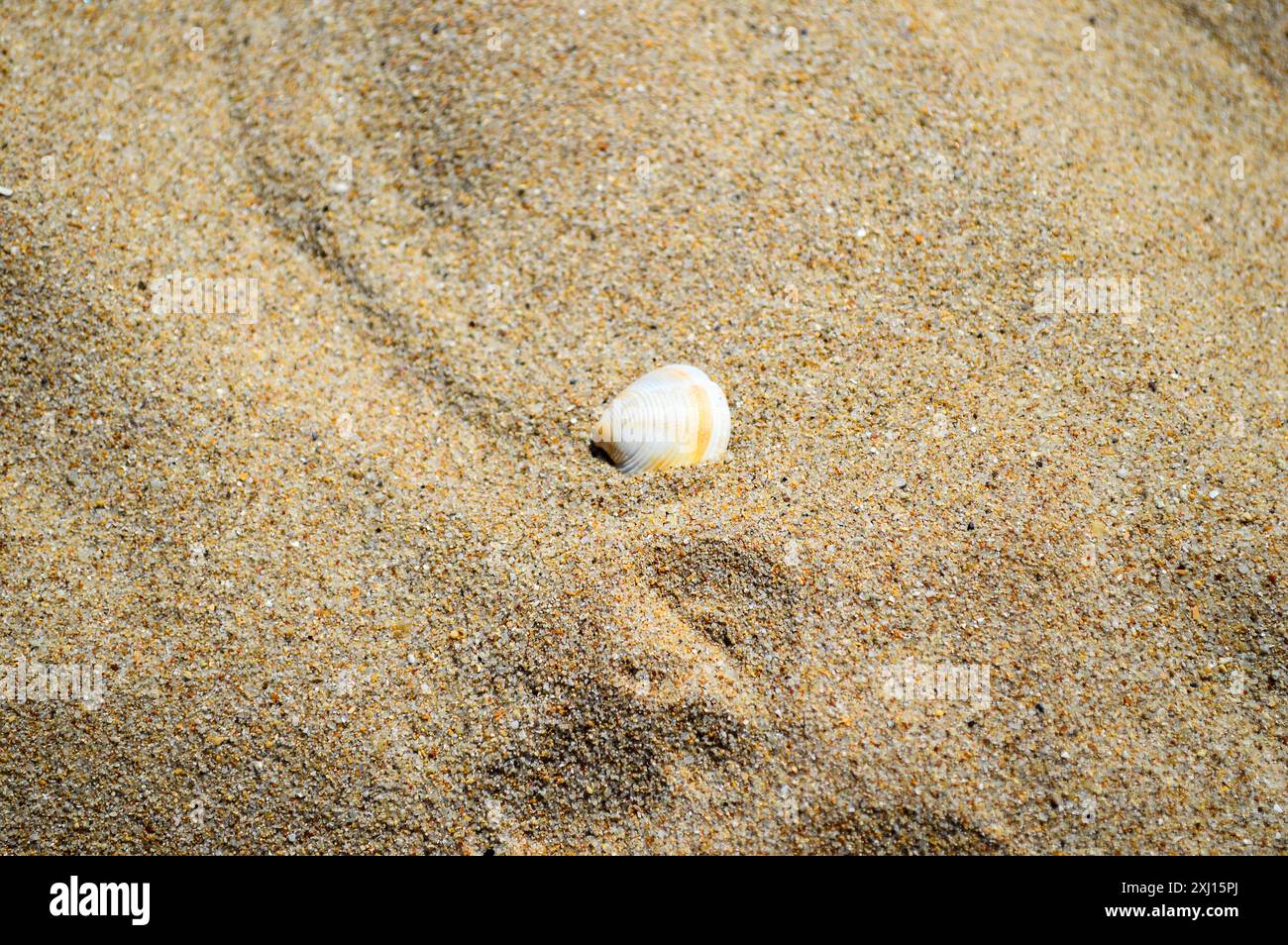 Photo of Seashell on the beach sand background Stock Photo - Alamy