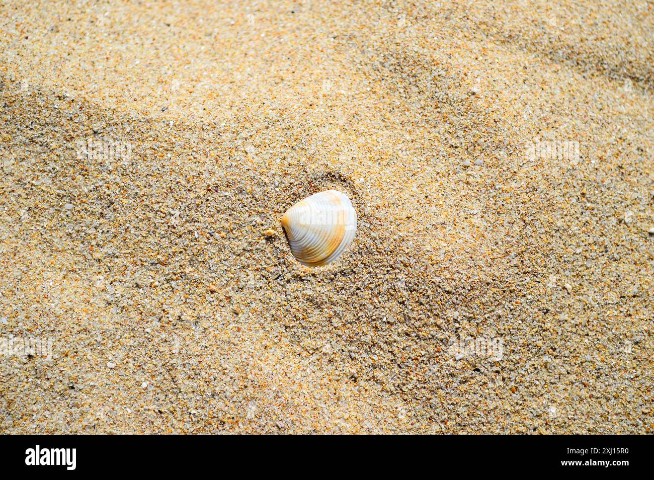 Seashell on the beach sand background Stock Photo - Alamy