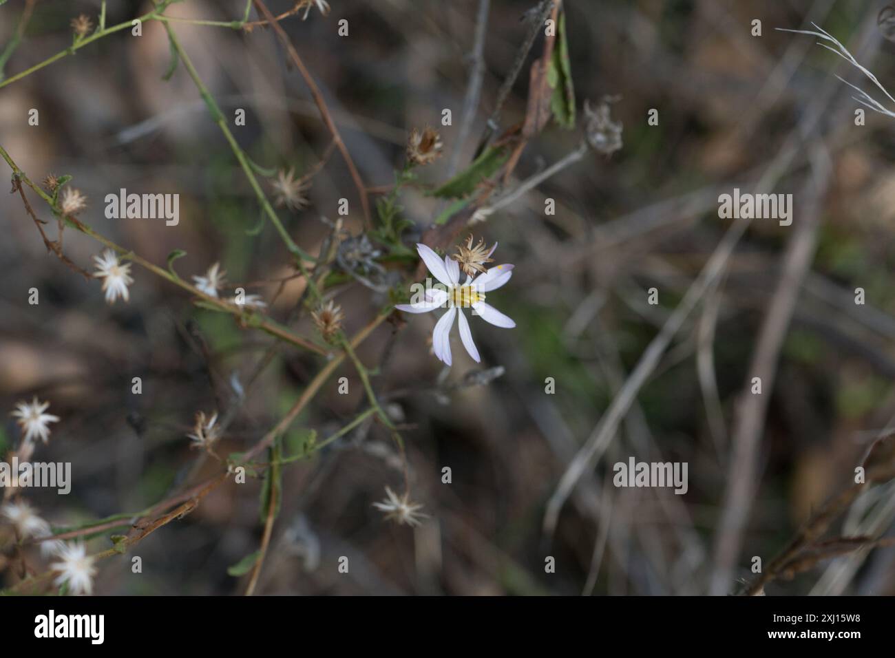 California Aster (Corethrogyne filaginifolia) Plantae Stock Photo - Alamy