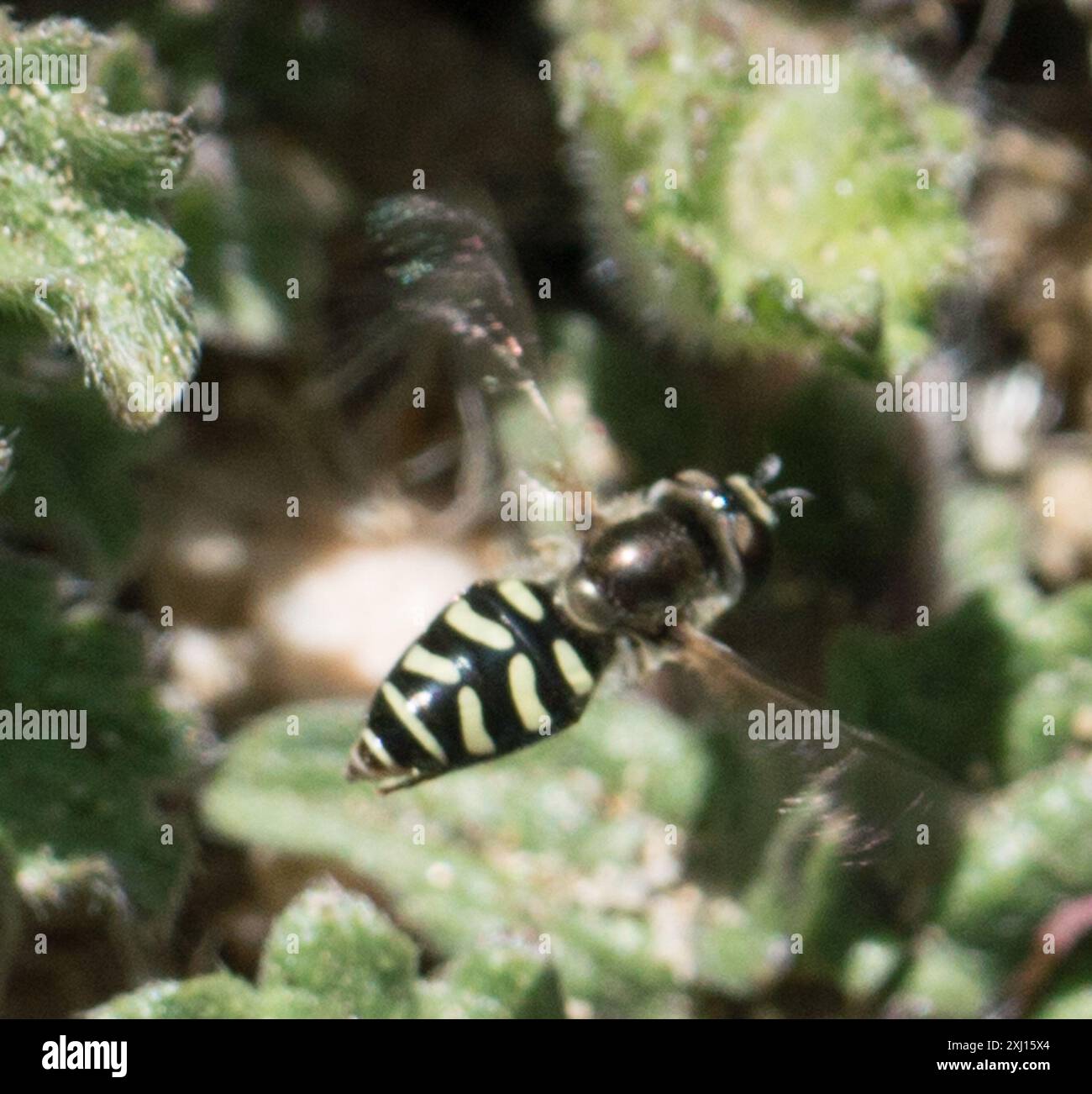 Large-tailed Aphideater (Eupeodes volucris) Insecta Stock Photo - Alamy