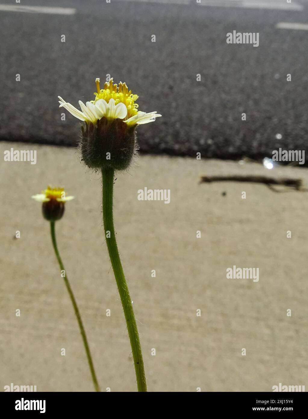 Tridax daisy (Tridax procumbens) Plantae Stock Photo - Alamy
