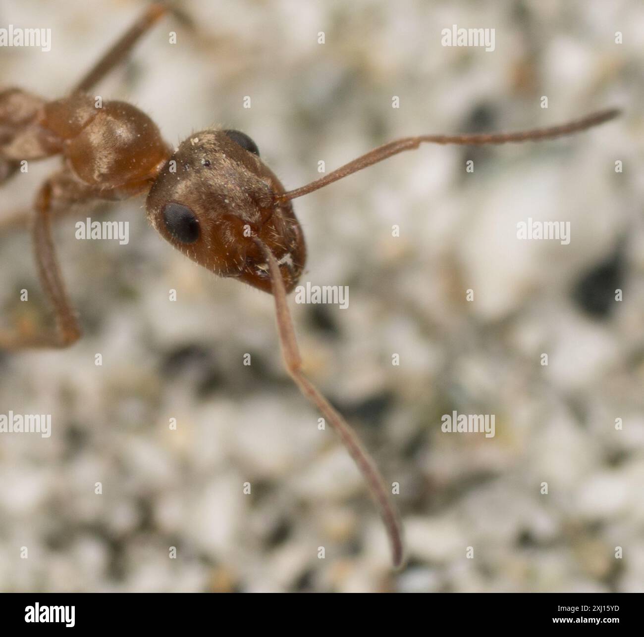 fusca-group Field Ants and Allies (Formica fusca) Insecta Stock Photo ...