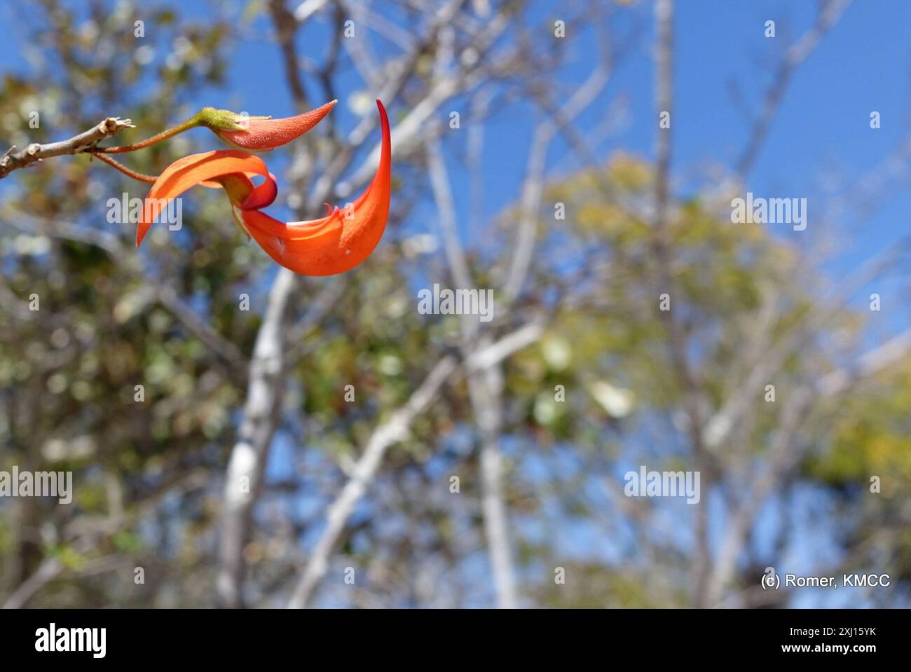 (Chadsia versicolor) Plantae Stock Photo - Alamy