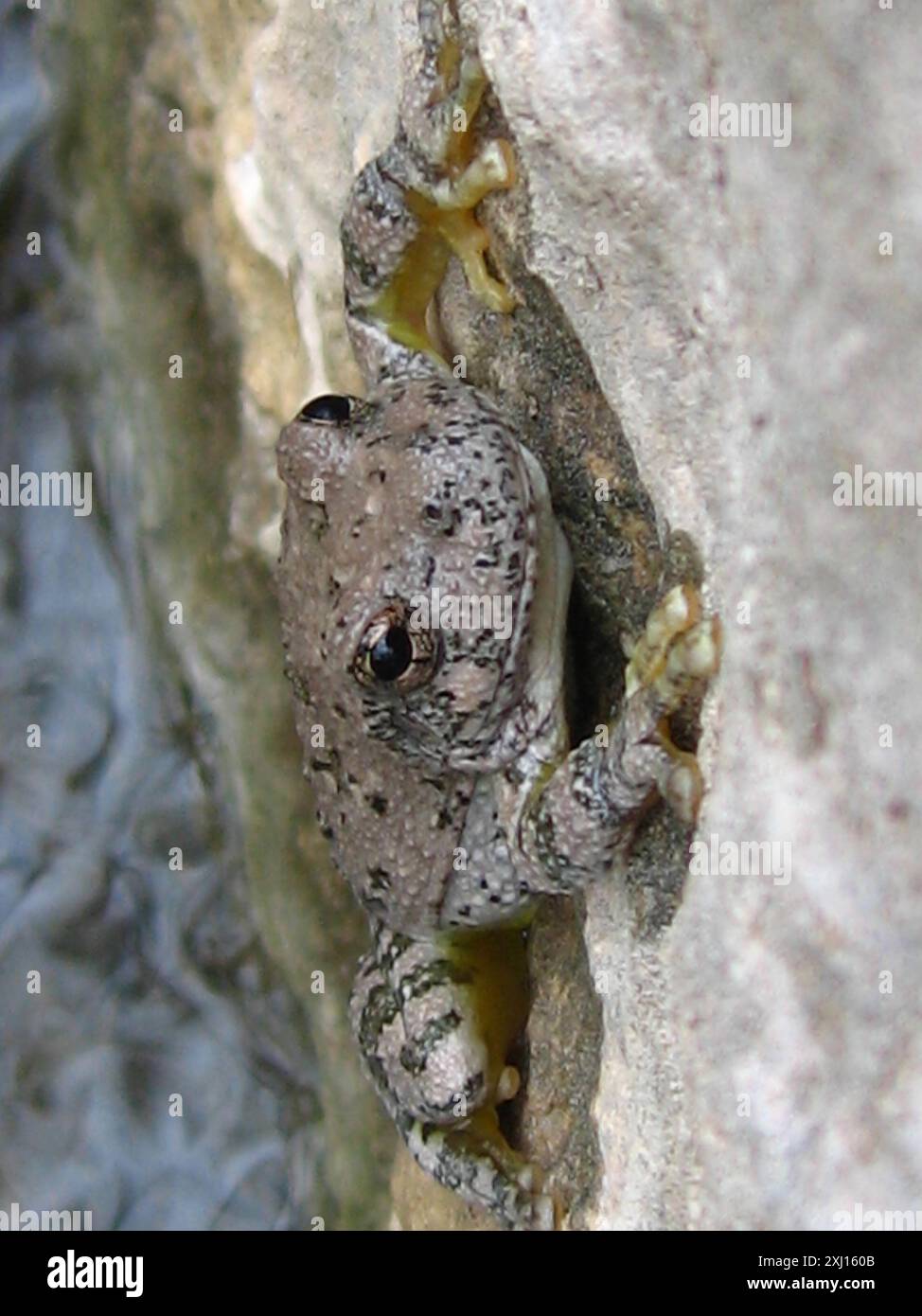Canyon Tree Frog (Hyla arenicolor) Amphibia Stock Photo - Alamy
