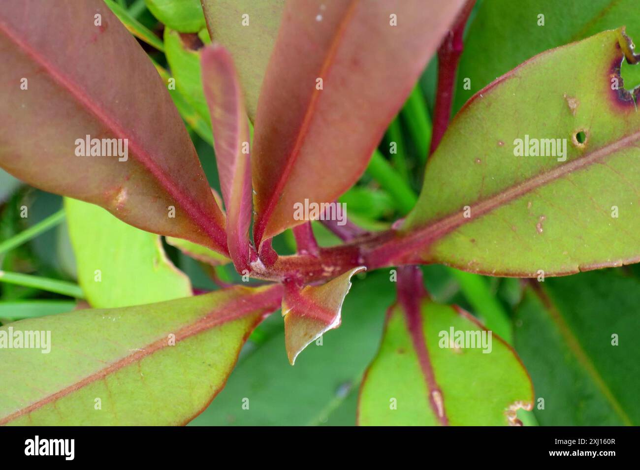 Cape beech (Rapanea melanophloeos) Plantae Stock Photo - Alamy