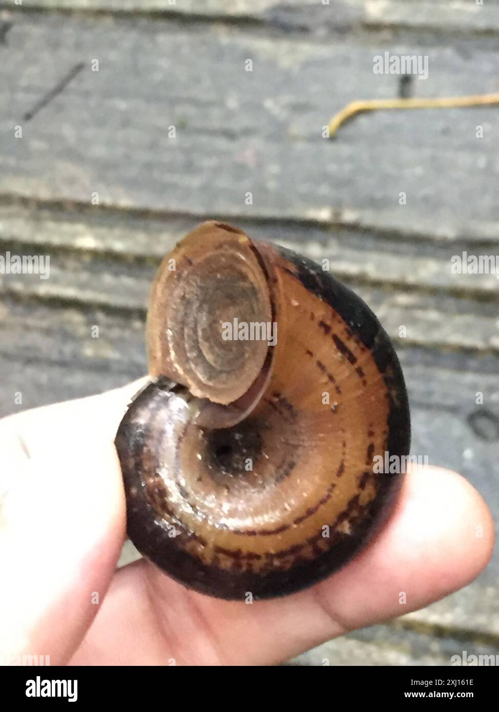 (Cyclophorus ateribalteiformis) Mollusca Stock Photo - Alamy